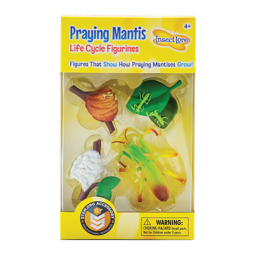 PRAYING MANTIS LIFE CYCLE STAGES – Over The Moon